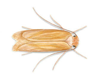 Mite du vêtement - Carrefour d'Hygiène